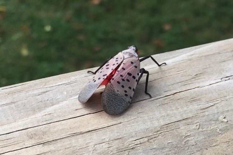 Spotted lanternfly workshops extended | The Grower